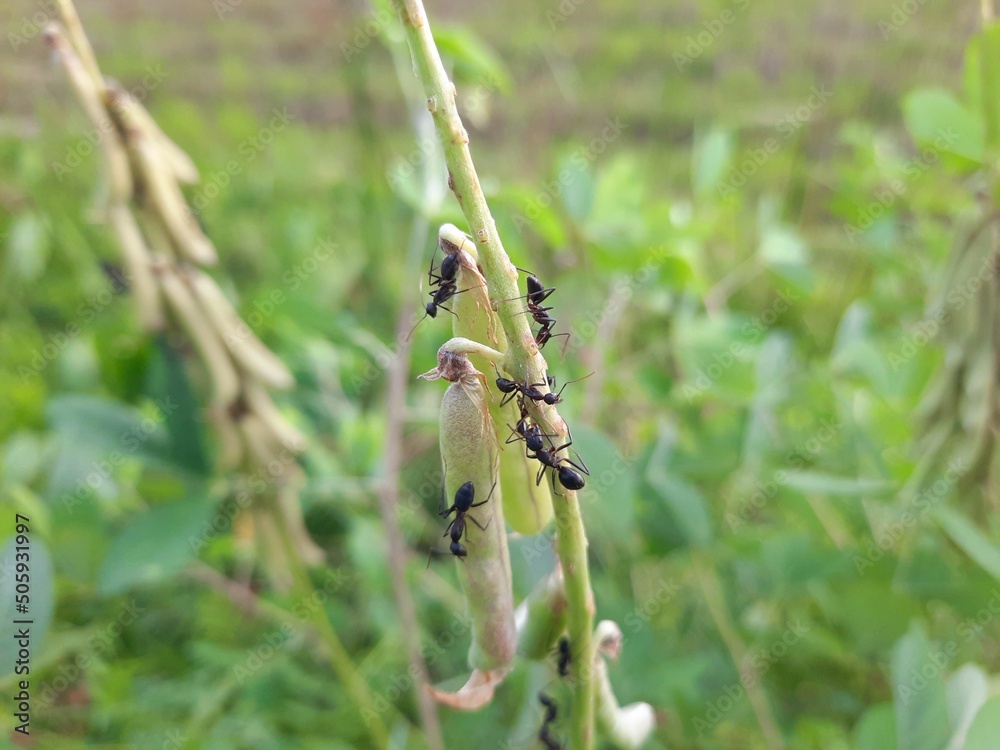 Black ants walks on small leaf stalks on the edge of the rice fields in ...