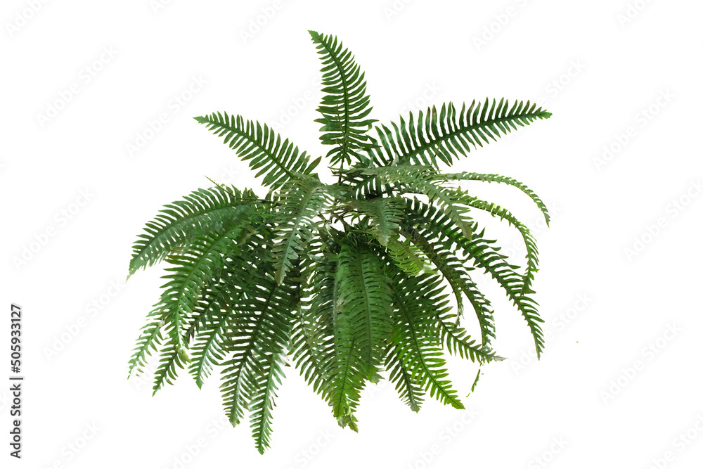 Fern Photo Overlays, shooting through branches, tree, green, forest ...