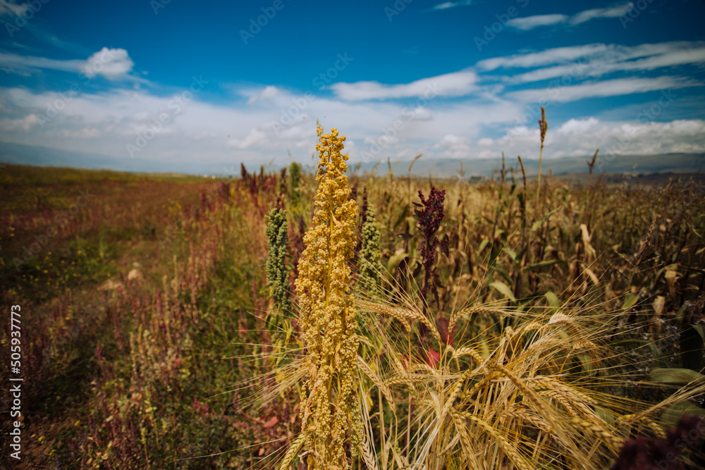Planta de quinua en un valle de Peru. Concepto de naturaleza y ...