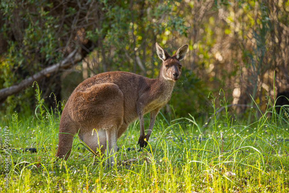 Full body portrait of a Western Grey Kangaroo (Macropus fuliginosus ...