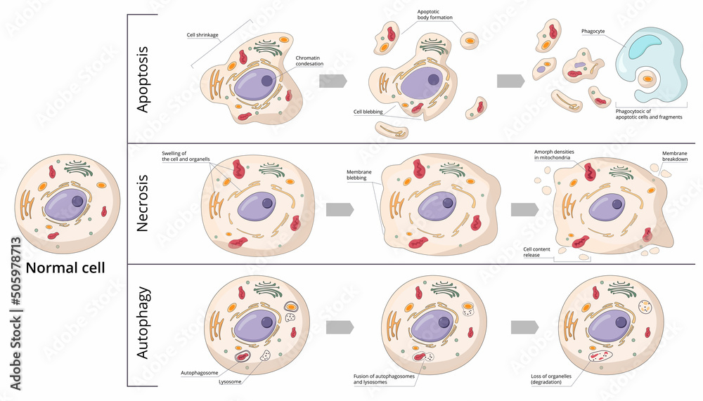 Cell Fragmentation