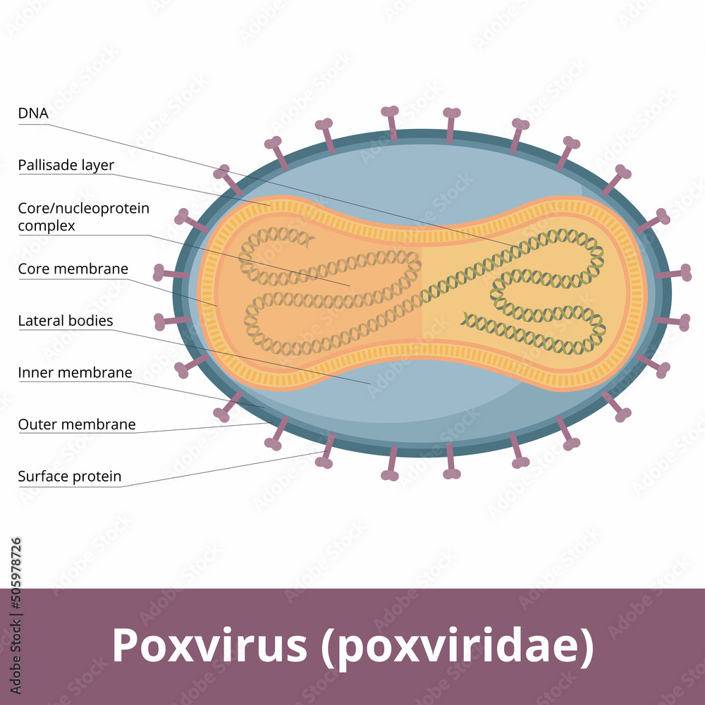 Poxvirus. General scheme of poxviridae, includinf dna, membrane ...
