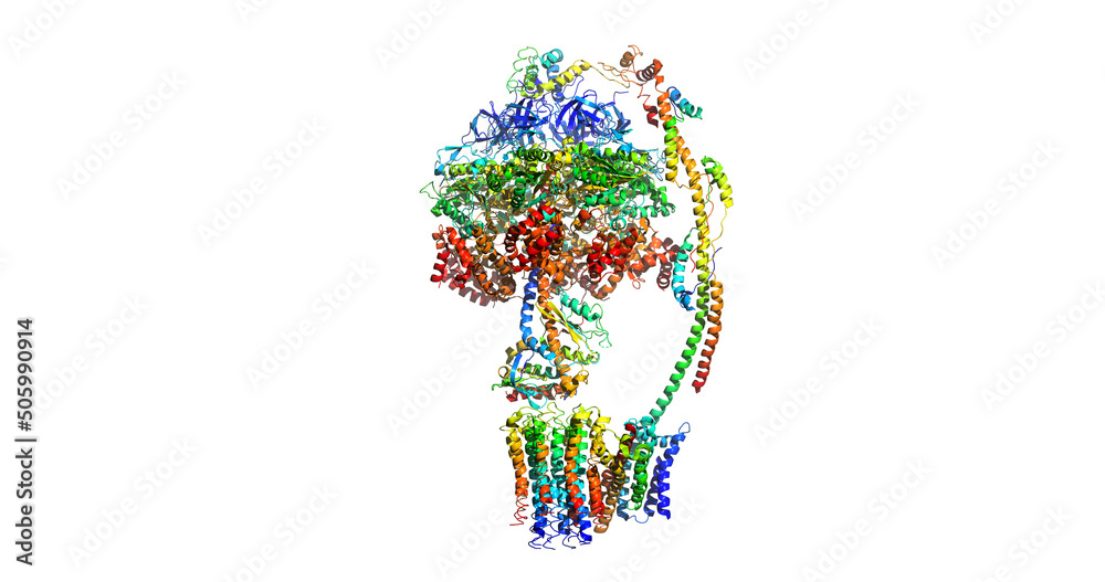 MITOCHONDRIAL ATP SYNTHASE, molecular machine, 3D molecule Stock ...