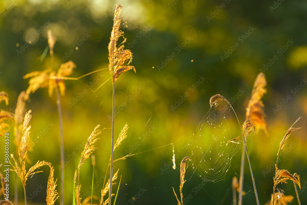 Spider web hanged to some reed plants in morning sunrise light ...