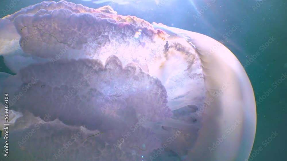 Floating in the thickness (Rhizostoma pulmo), commonly known as the ...