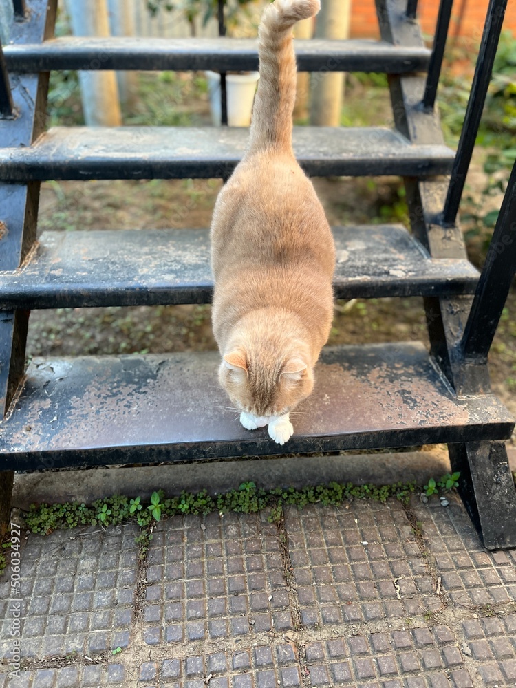 A feline plays on the staircase. Ginger fluffy cat with white paws ...