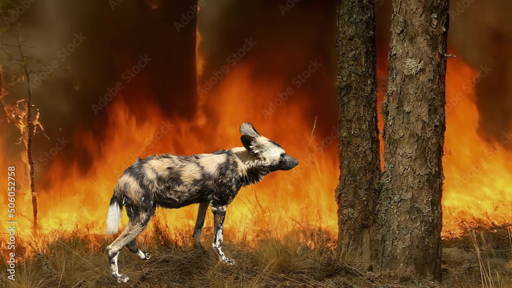 An animal in a forest of fire. A hyena-like dog in the burning nature ...