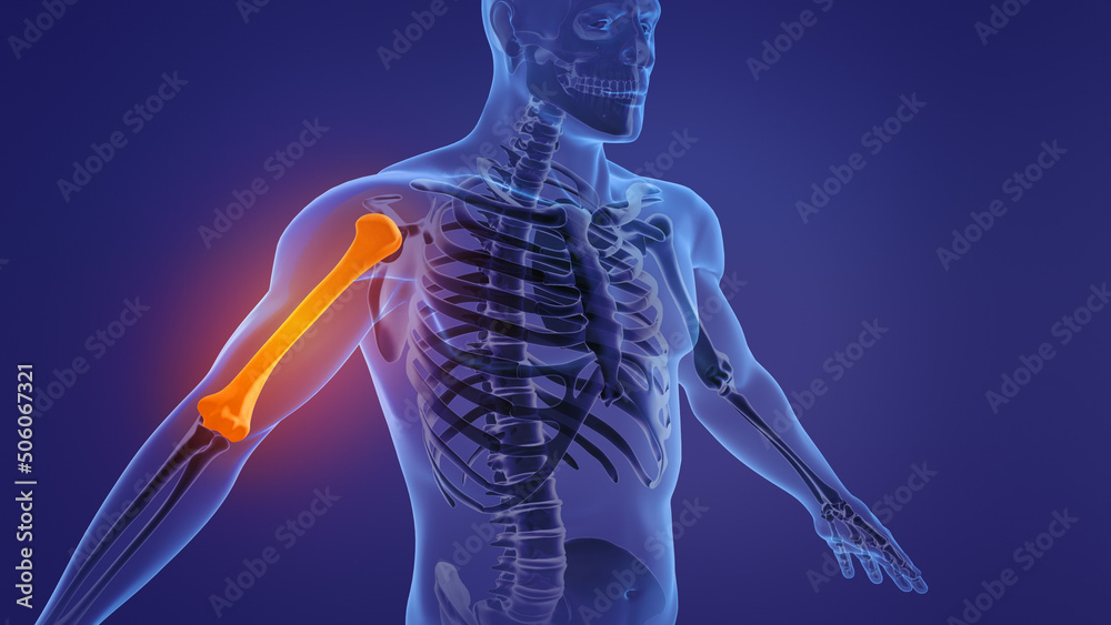 Human skeleton humerus bones anatomy Stock Illustration | Adobe Stock
