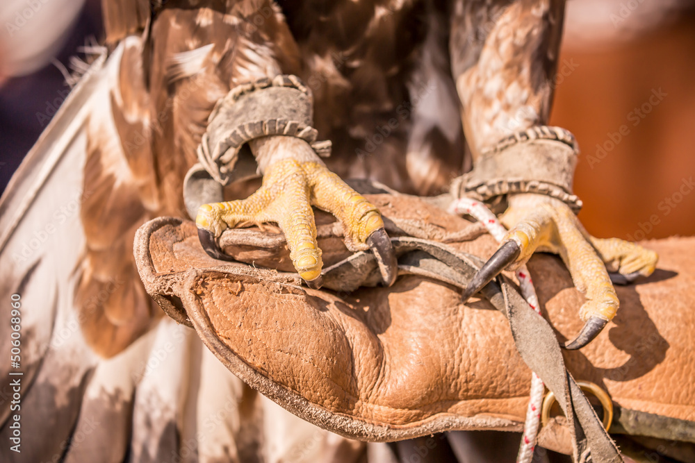 Claws of an eagle. Falcon legs hold hand. The tamer of the predatory ...