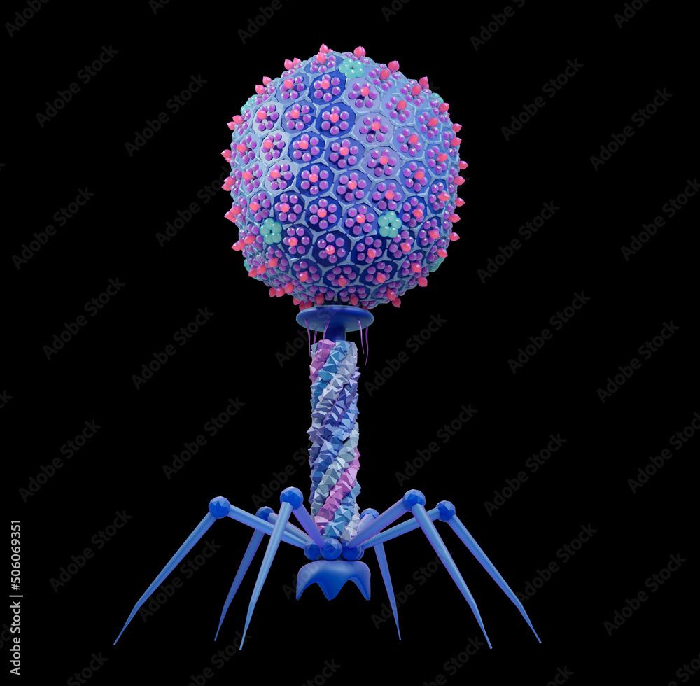 Bacteriophage Escherichia Virus T4 is a double-stranded DNA virus. The ...