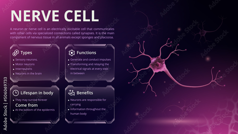 Structure Function And Types Of Nerve Cell Vector Image Design Stock