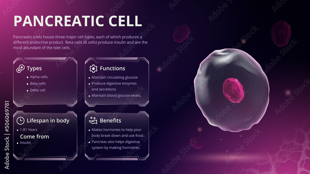 Structure, Function and Types of Pancreatic Cell Vector Image Design ...