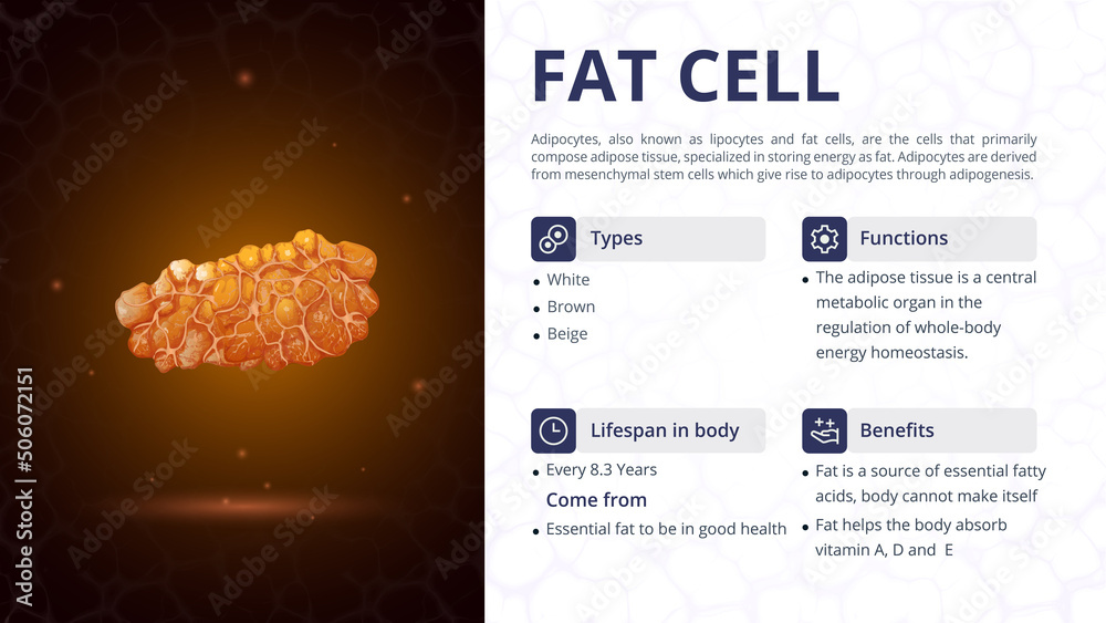 Structure Function And Types Of Fat Cell Vector Image Design Vector