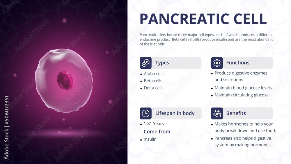 Structure, Function and Types of Pancreatic Cell Vector Image Design ...