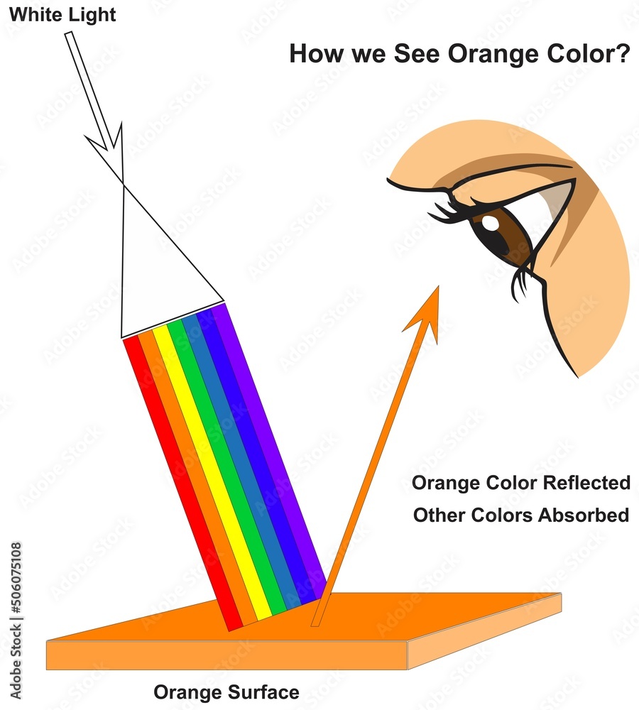 How human eye see orange surface infographic diagram physics mechanics ...