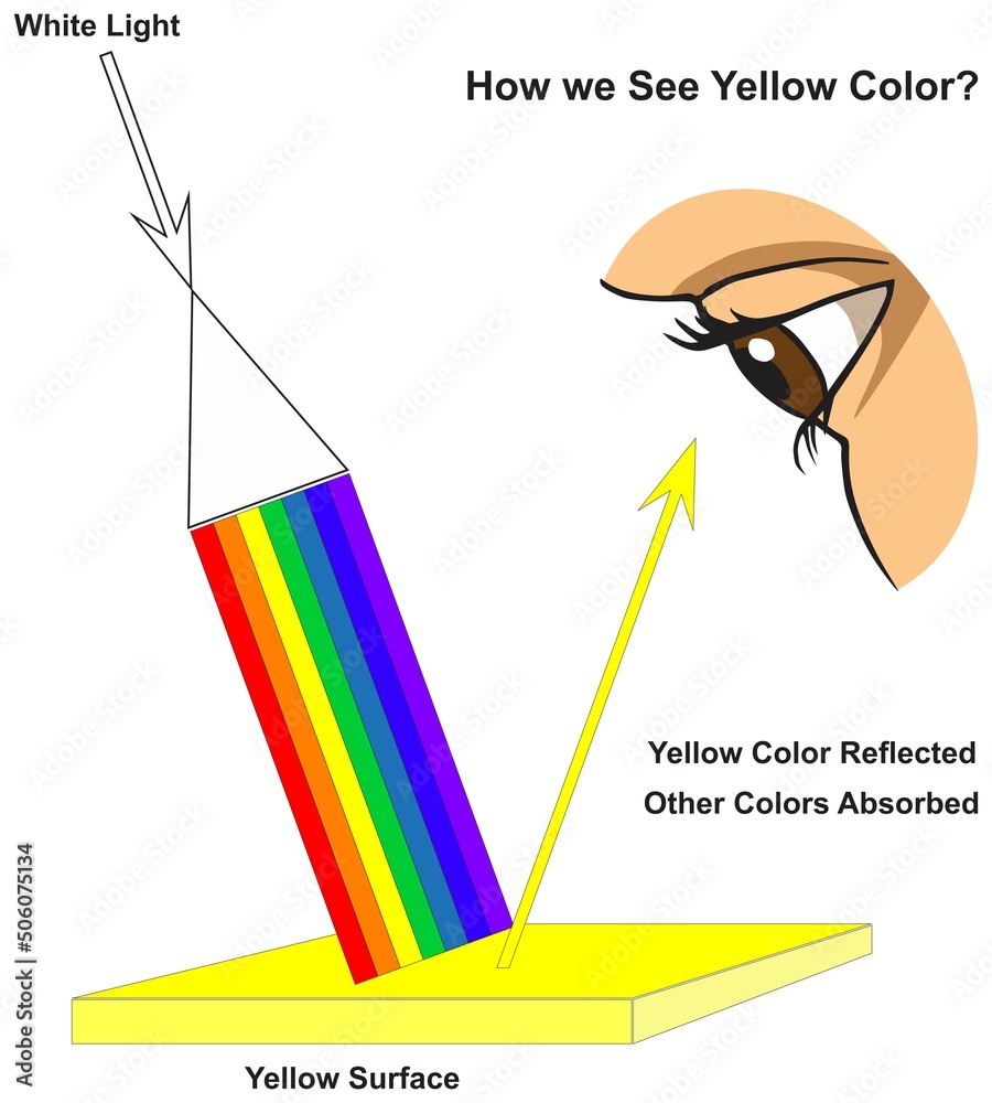 How human eye see yellow surface infographic diagram physics mechanics ...