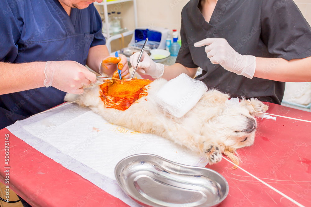 Veterinary clinic, a surgeon doctor performs an operation to remove ...
