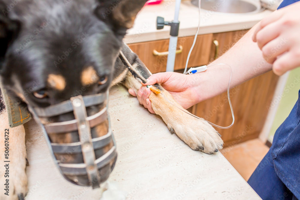 Veterinary doctor treats a German Shepherd dog in a veterinary clinic ...