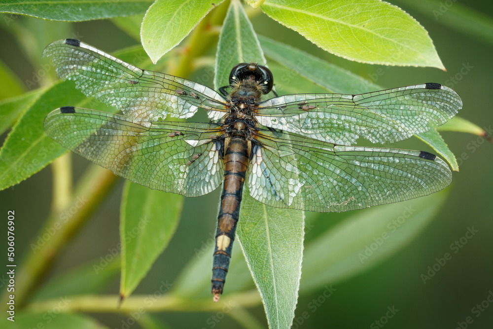 Large White-faced Darter - Leucorrhinia pectoralis or yellow-spotted ...