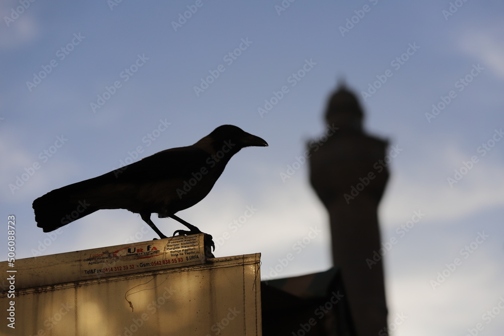 crow on the fence Stock Photo | Adobe Stock