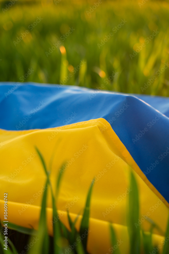 Flag of Ukraine is blue-yellow lying on field. Green field in Ukraine ...