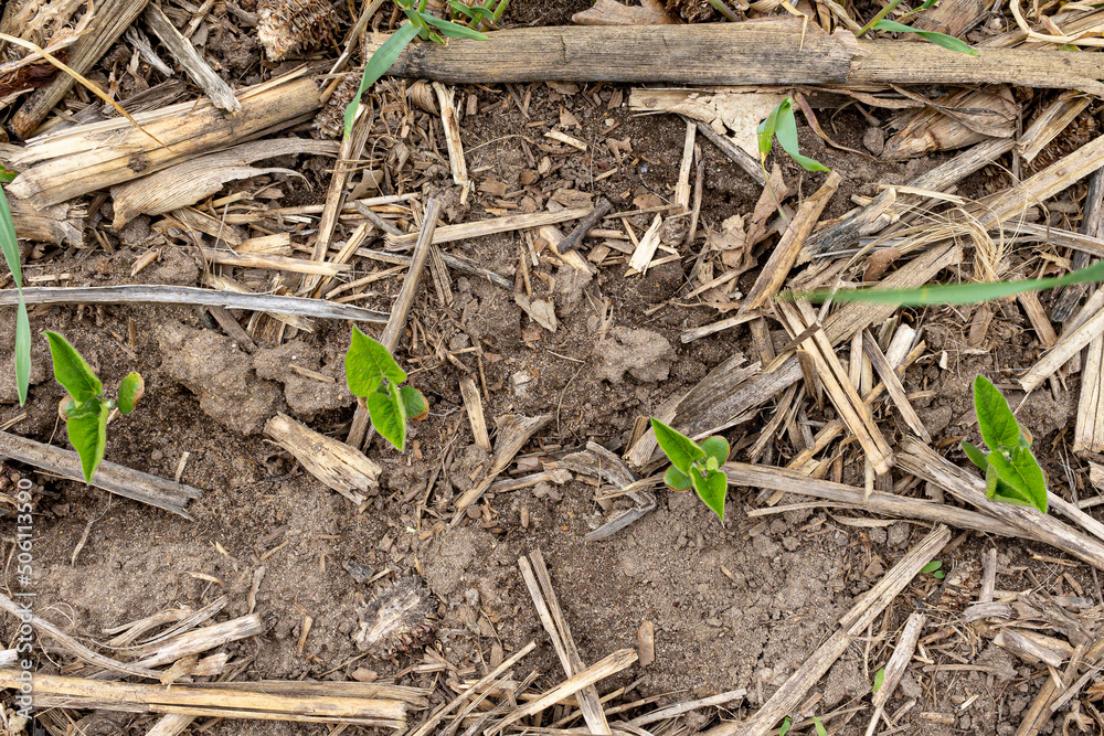Young soybean plants in the VC growth stage no-tilled into a field of ...