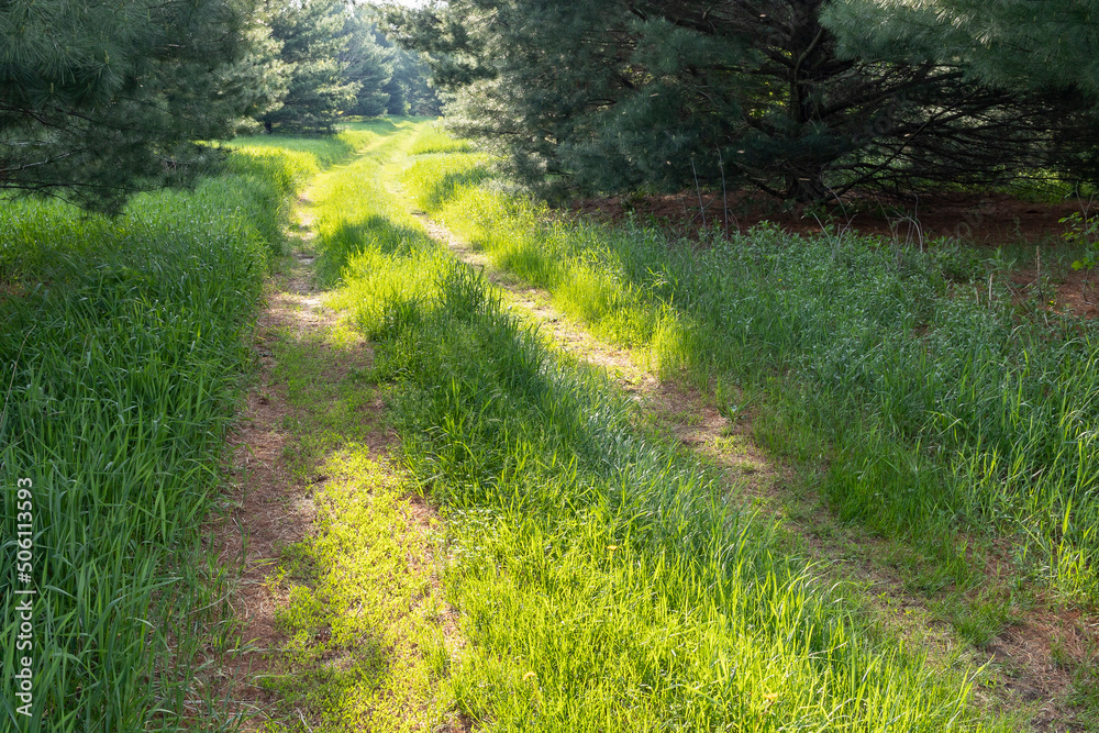 A grassy lane leading through pine trees with dappled sun on a summer ...