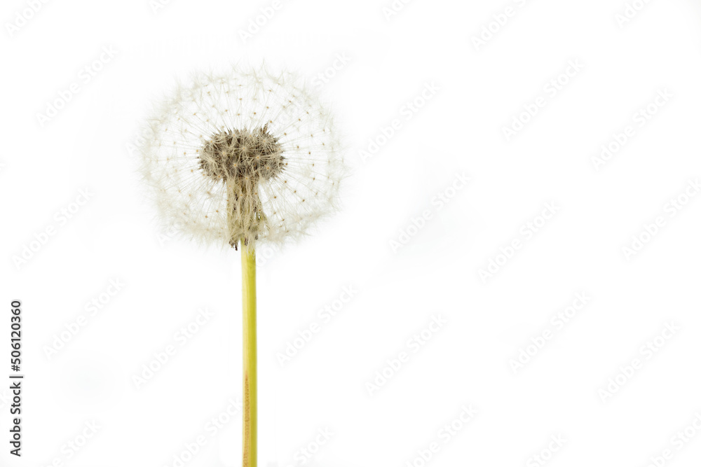 Pusteblume auf weißem Hintergrund Stock Photo | Adobe Stock