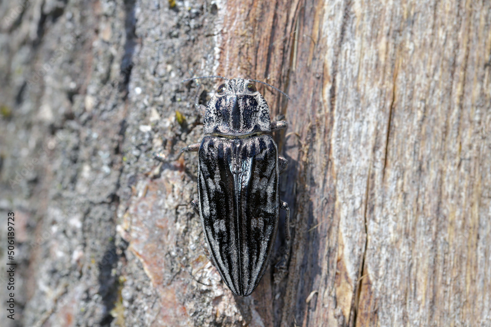 Flatheaded pine borer, a common European Jewel beetle (Chalcophora ...
