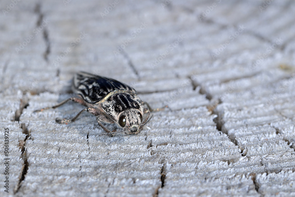 Flatheaded pine borer, a common European Jewel beetle (Chalcophora ...
