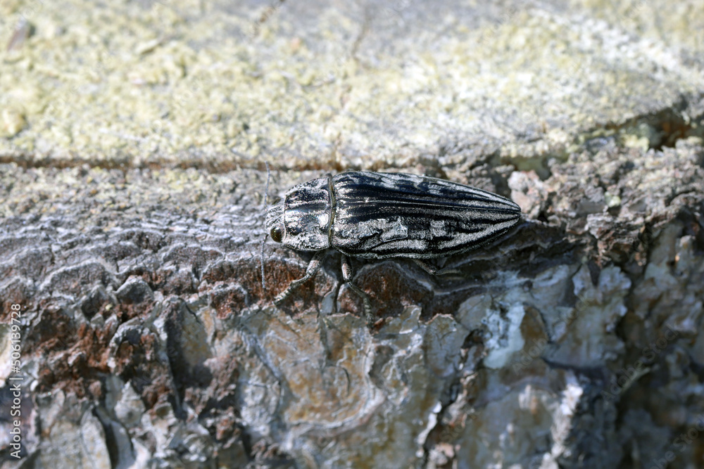 Flatheaded pine borer, a common European Jewel beetle (Chalcophora ...