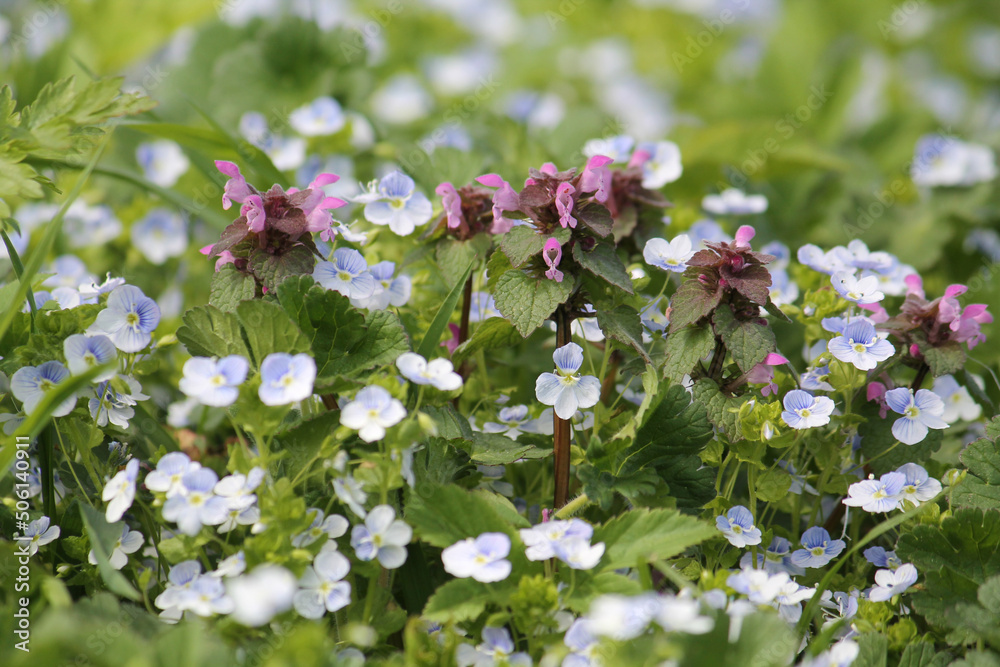 Flowering purple dead-nettle (Lamium purpureum), creeping speedwell ...