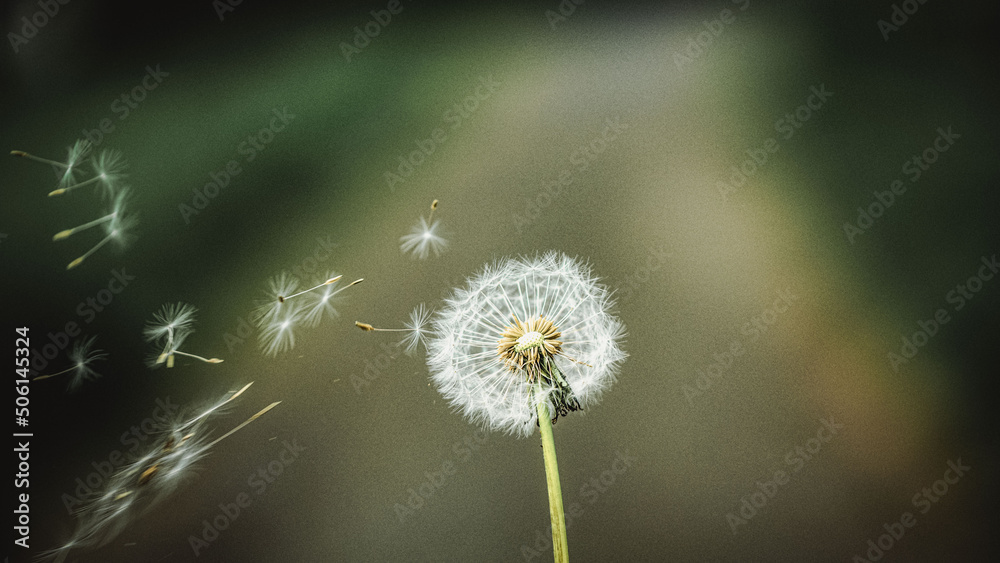Pusteblume Stock Photo | Adobe Stock