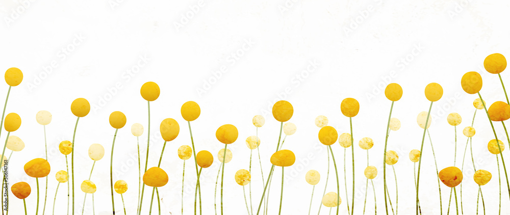 Abstract floral background with yellow round flowers of craspedia ...