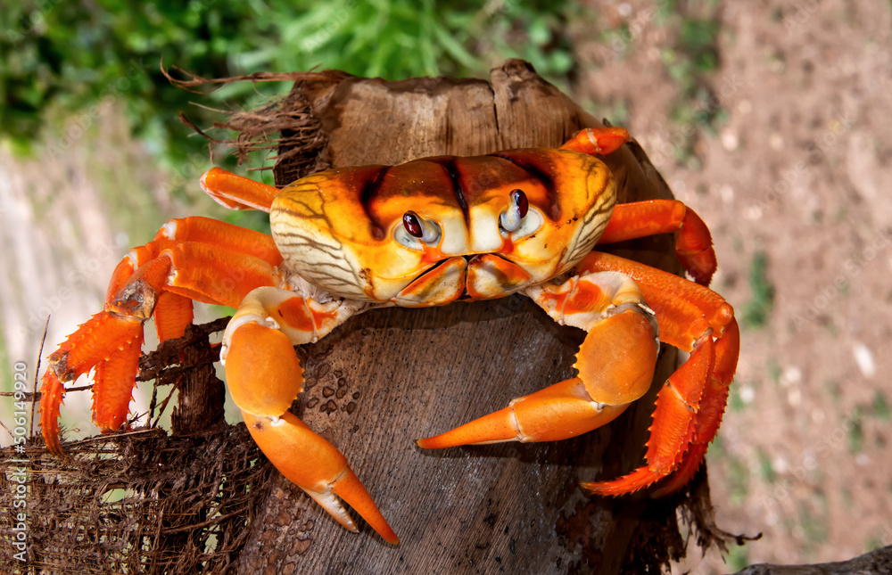 Cardisoma guanhumi, also known as the blue land crab, is a species of ...