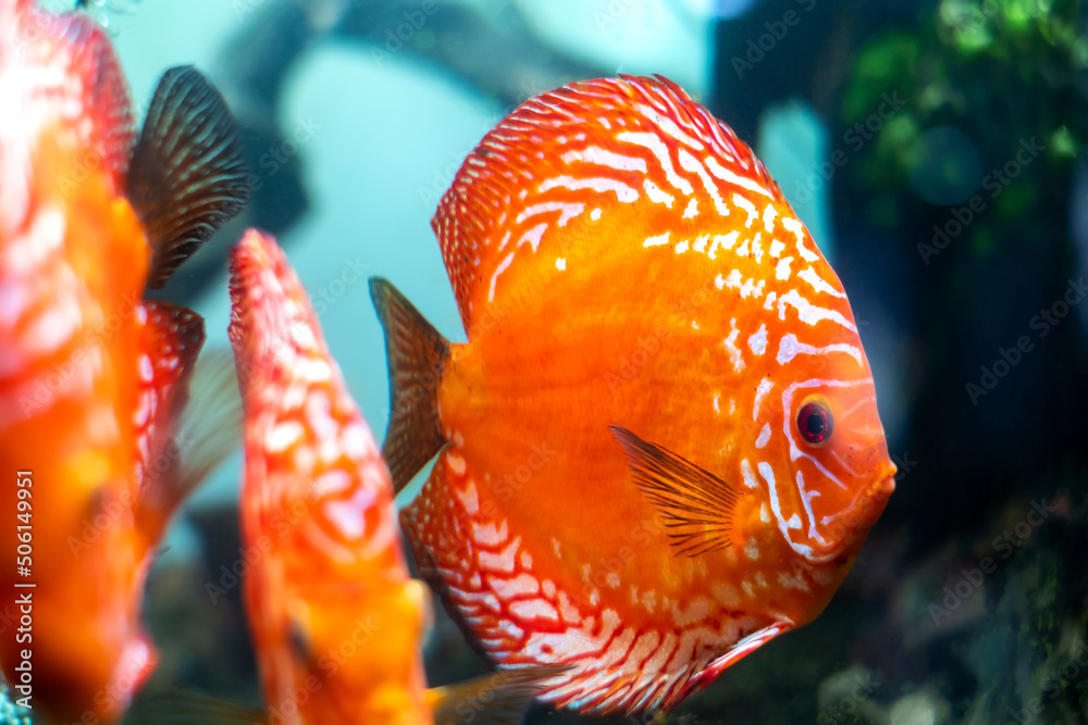 colorful discus (pompadour fish) are swimming in fish tank. Symphysodon ...