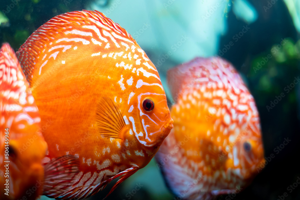 colorful discus (pompadour fish) are swimming in fish tank. Symphysodon ...