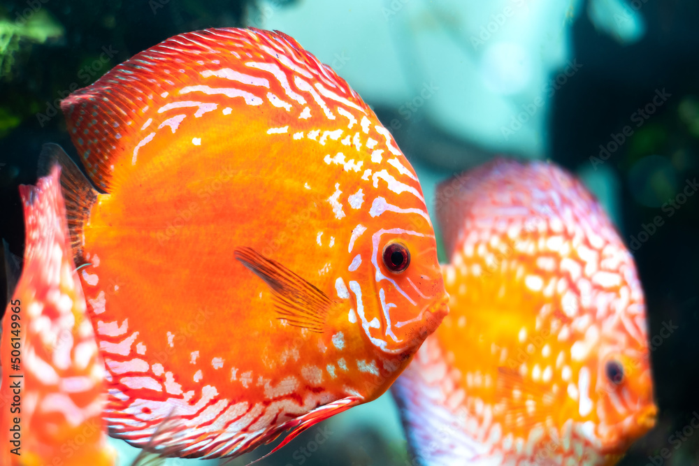 Fotka „colorful discus (pompadour fish) are swimming in fish tank ...
