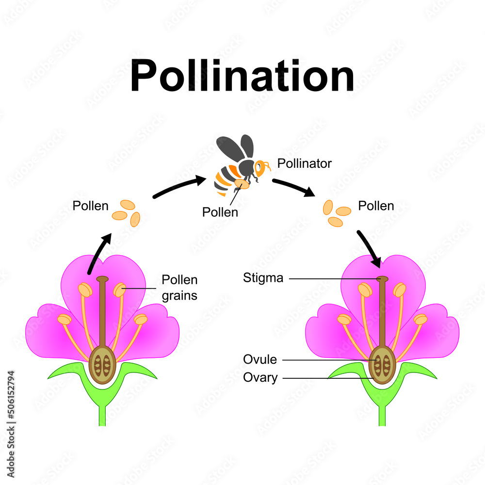 Scientific Designing of Pollination Process. The Most Important Factor ...