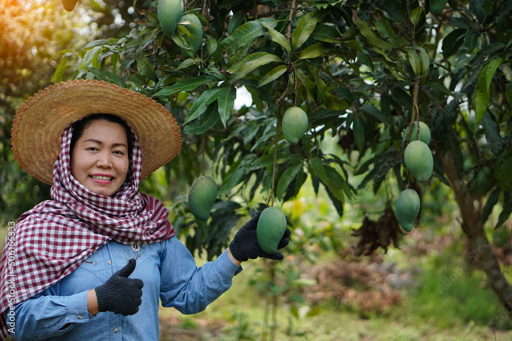 Asian woman gardener is at mango tree garden, checks quality and show ...