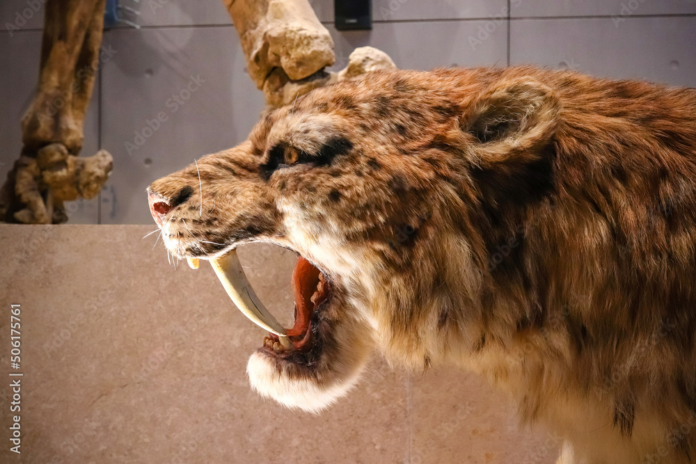 Shanghai, China - April 13 2018: Realistic life size replica model of ...