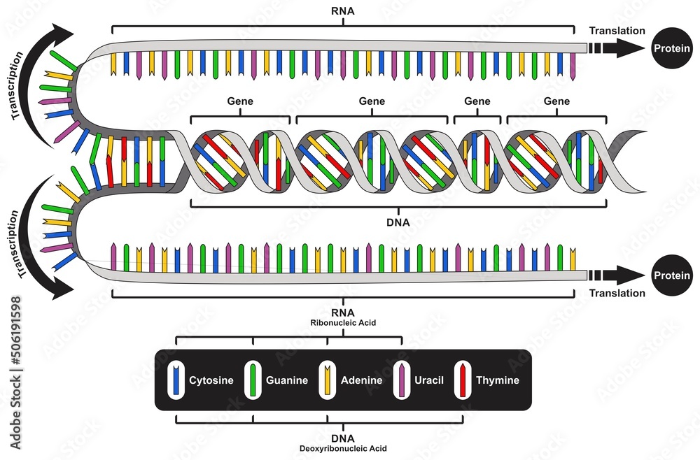 Central dogma of gene expression infographic diagram process ...