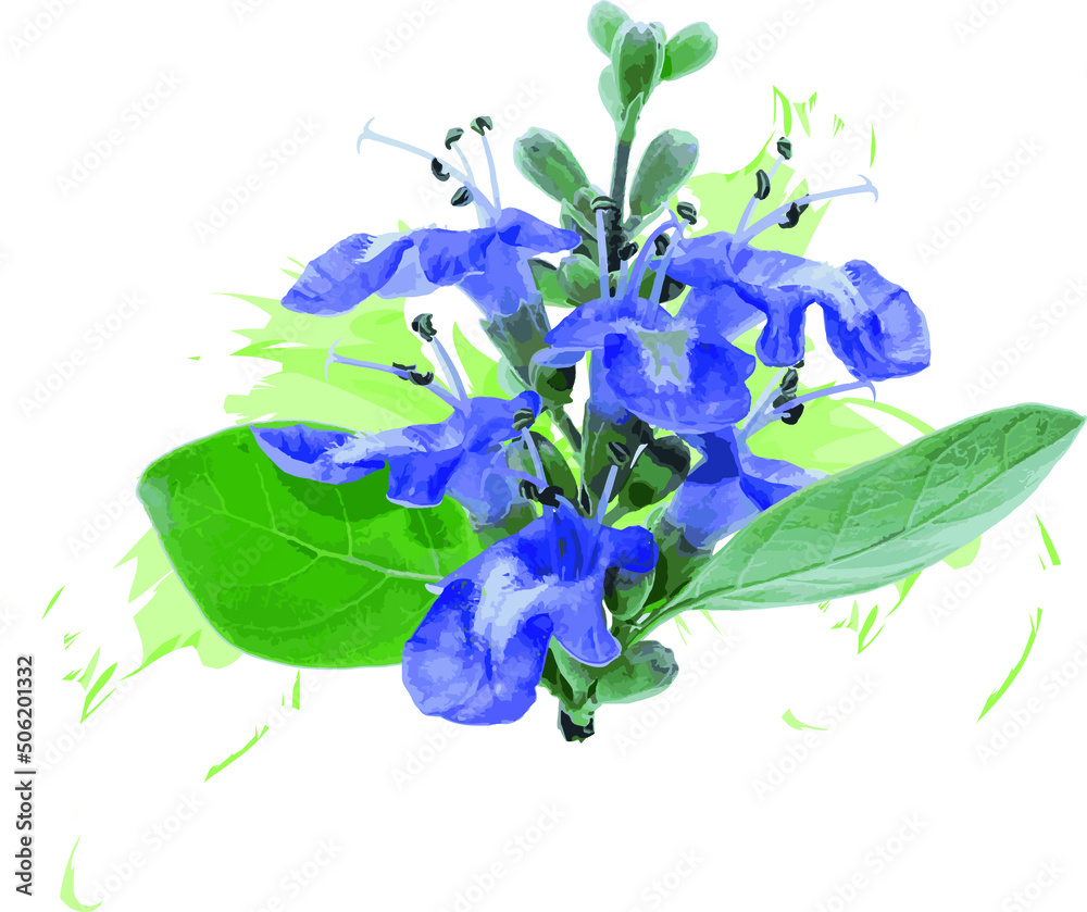 Abstract the flower of Indian Wild Pepper, Milla plant with leaf on ...