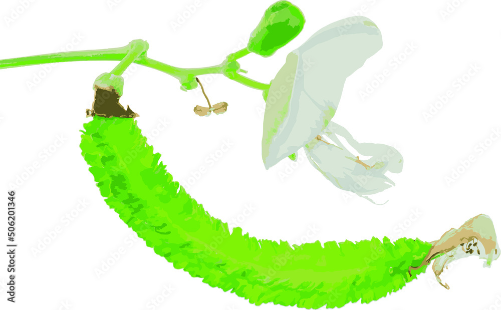 Abstract the Wing bean plant. (Scietific name Psophocarpus ...