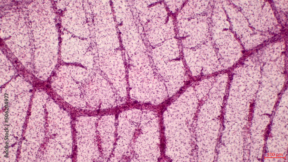 Embryology. Allantois (allantoises) - a vascular, extraembryonic ...