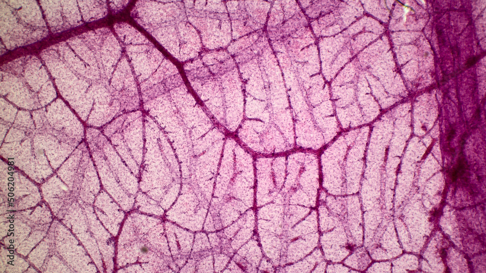 Embryology. Allantois (allantoises) - a vascular, extraembryonic ...