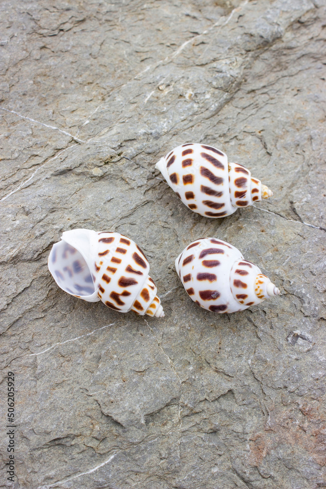 Babylonia areolata is a species of sea snail, a marine gastropod ...