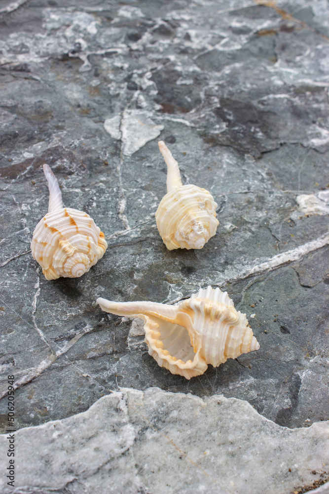Ranularia gutturnia is a species predatory sea snail, a marine ...