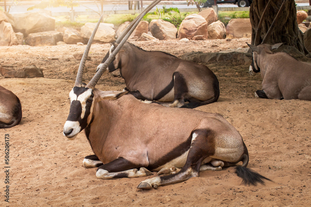 Gemsbok with orange sand. Gemsbok, Oryx gazella, large antelope in ...