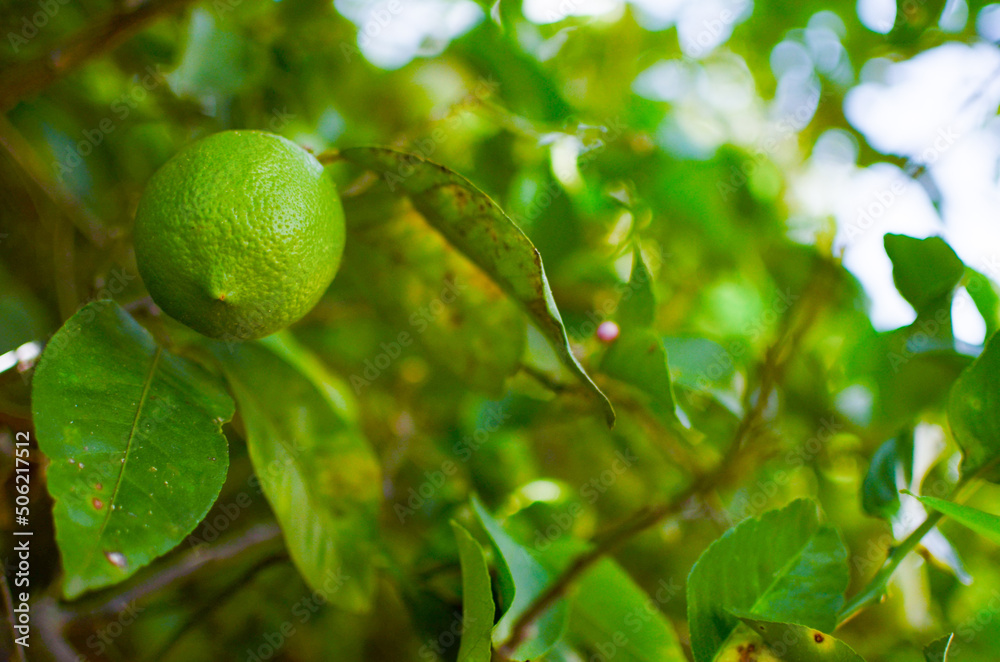 Cultivo y cosecha de plantas de Limon Stock Photo | Adobe Stock